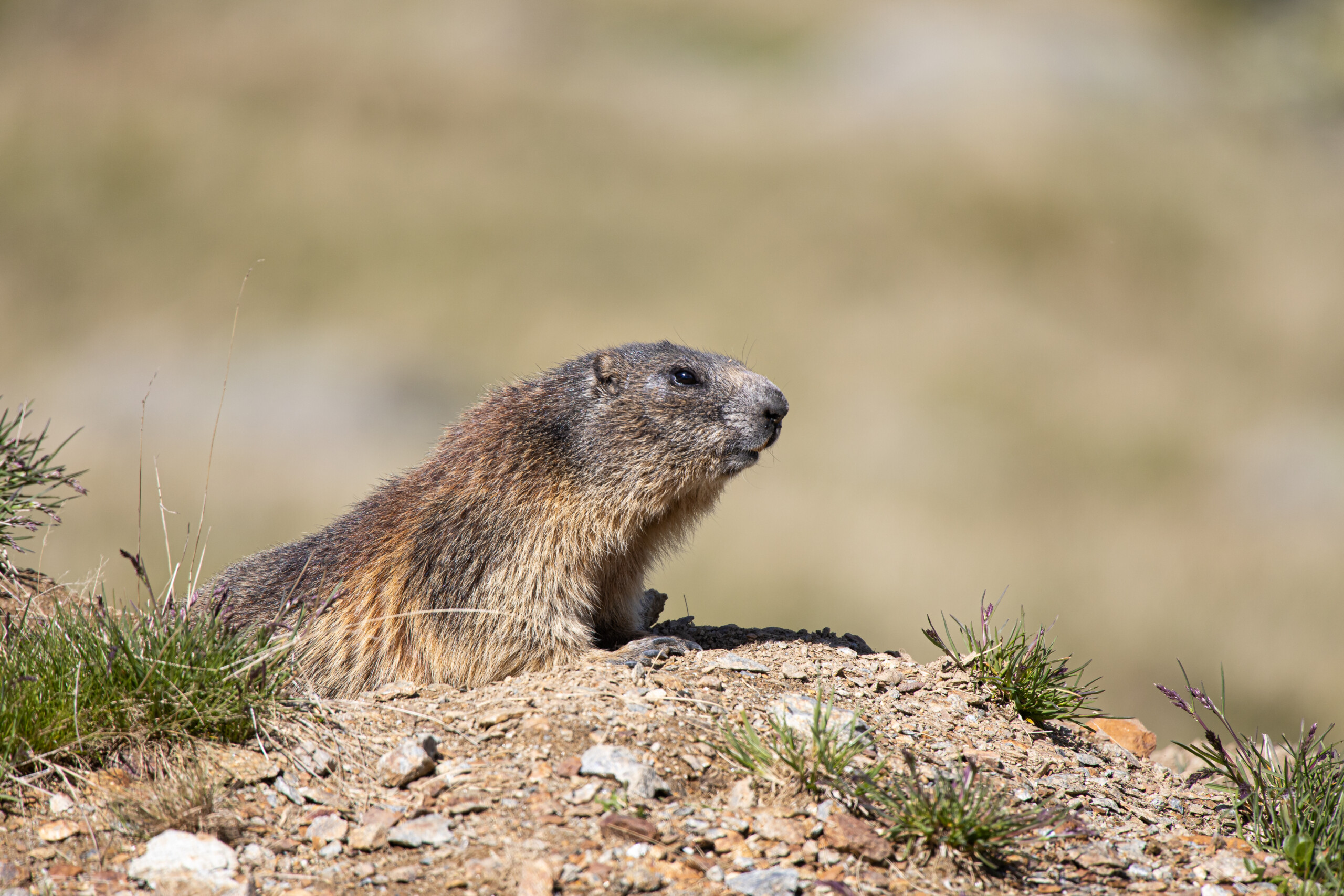 Junges Murmele – Sichtweise